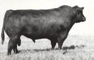 Selective Breeding and Husbandry in Cattle - Stockmansblog