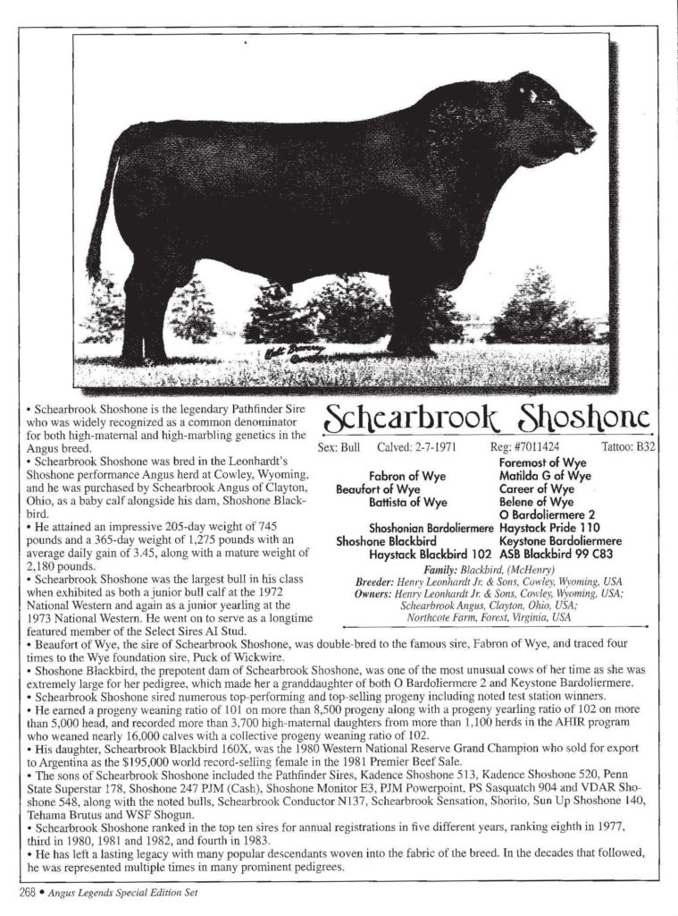 Schearbrook Shoshone - Stockmansblog